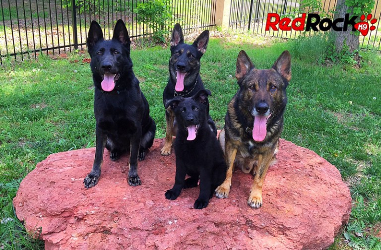 The Benefits of Owning a Red Rock K9 – Red Rock K9
