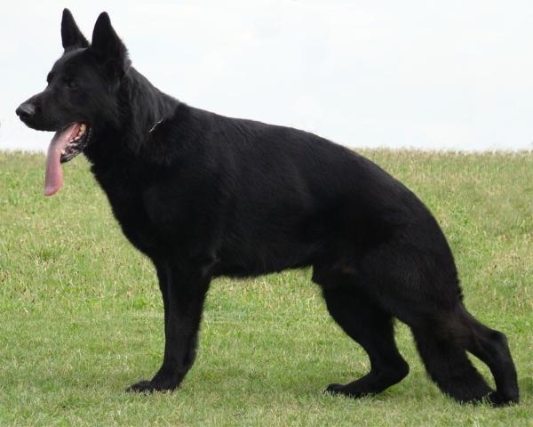 Breeding Males – Red Rock K9