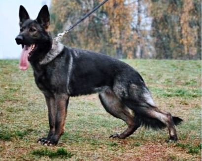 Protection Trained German Shepherds for Sale – Red Rock K9