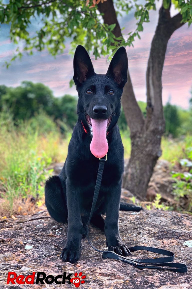 Red Rock K9 Trained German Shepherd Puppies – Red Rock K9