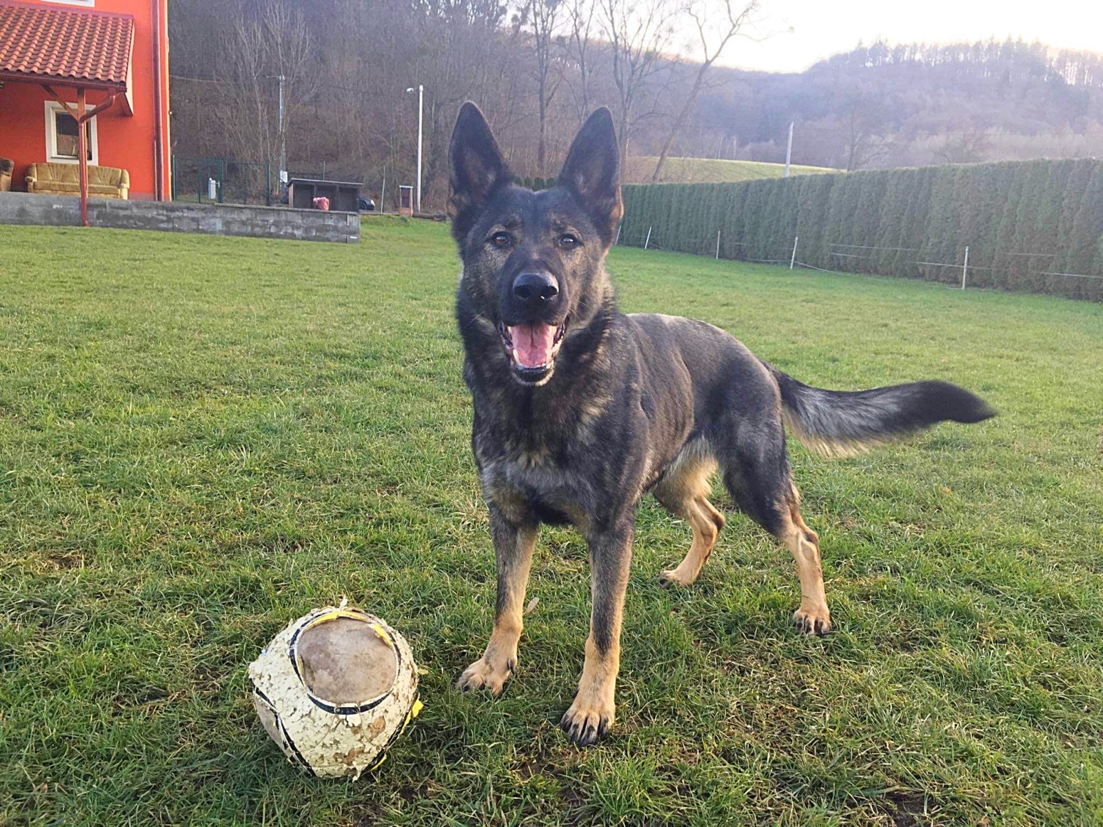 Available for Import – Red Rock K9