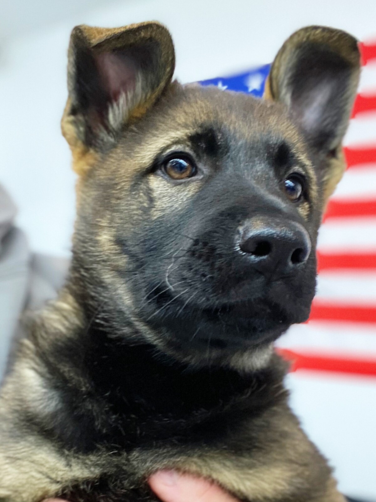 Red Rock K9 Trained German Shepherd Puppies – Red Rock K9