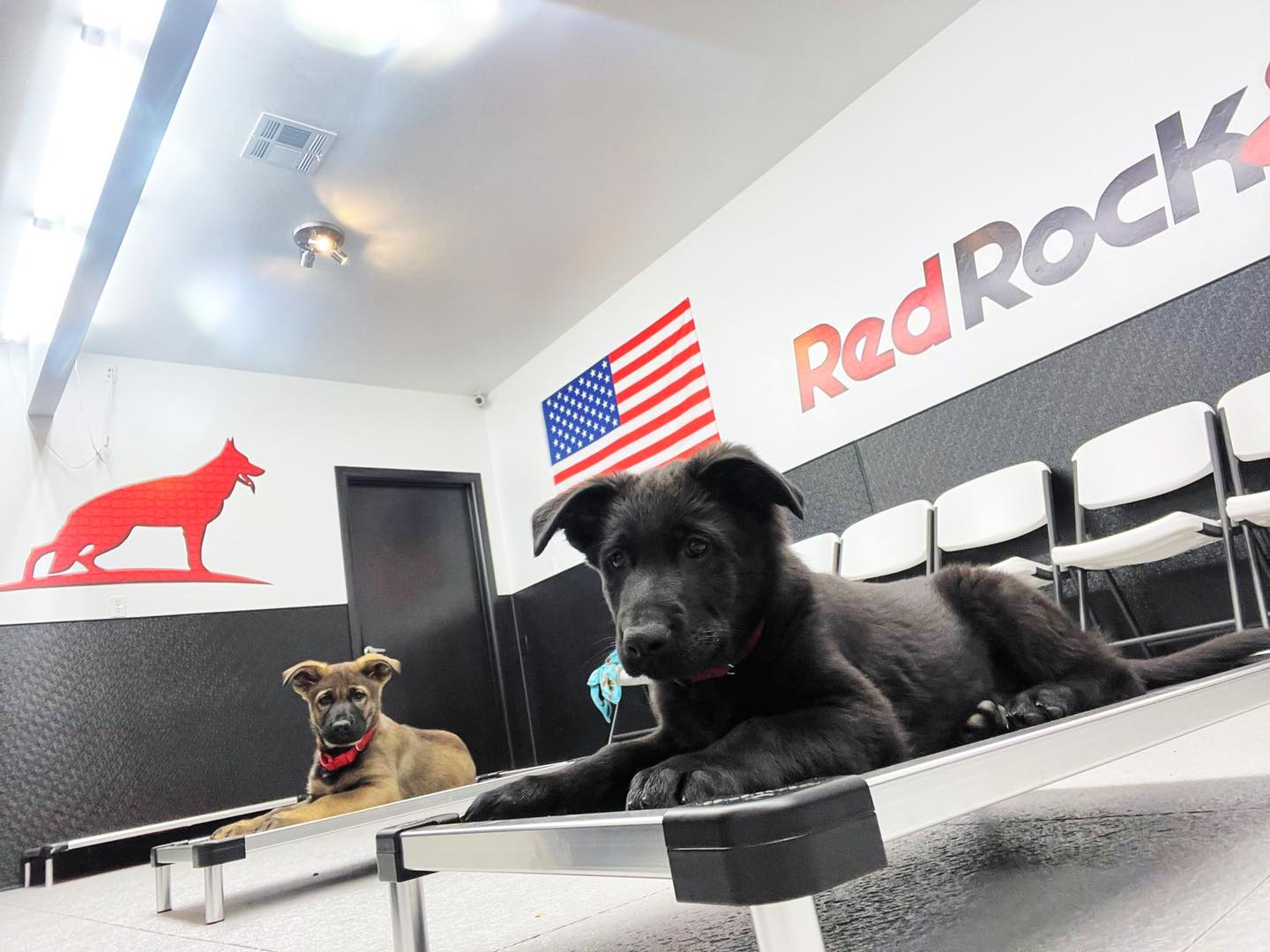 Red Rock K9 Revolutionizes German Shepherd Puppy Training – Red Rock K9