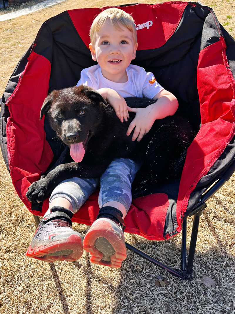 Trained Puppy Program – Red Rock K9